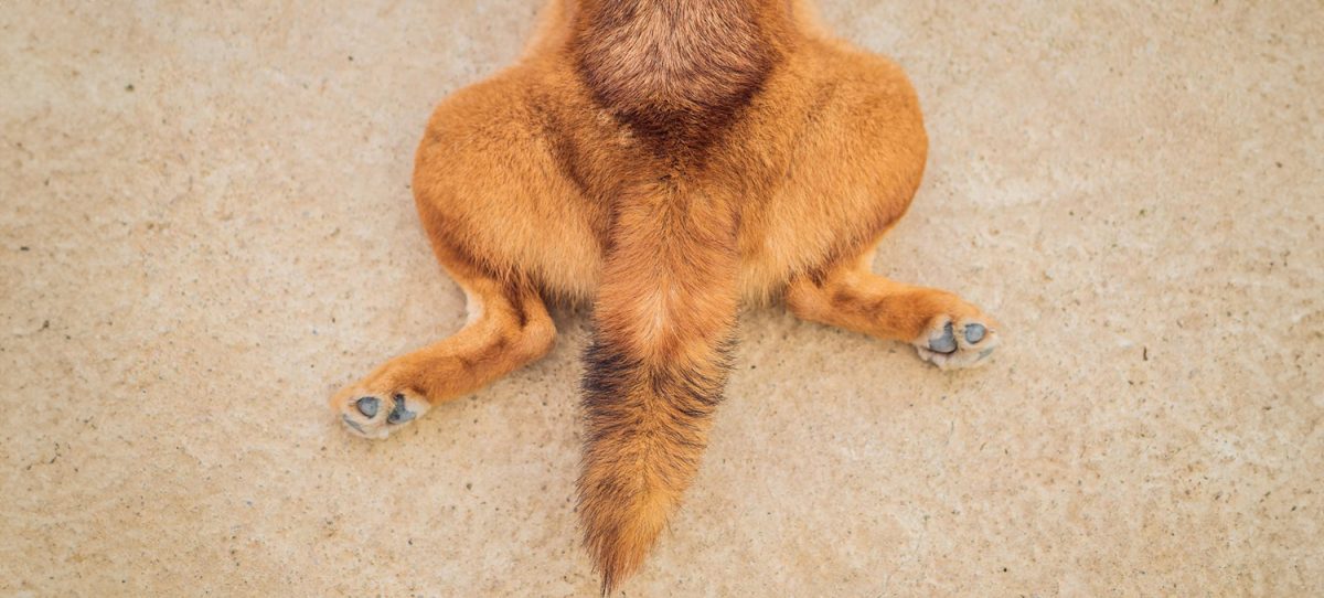 El lenguaje de las colas: ¿Qué te quiere decir tu perro o gato con sus ...