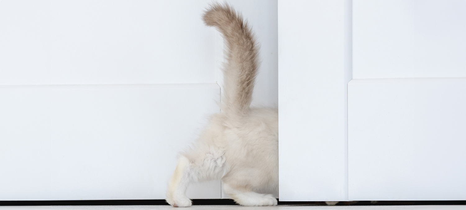 El lenguaje de las colas: ¿Qué te quiere decir tu perro o gato con sus ...