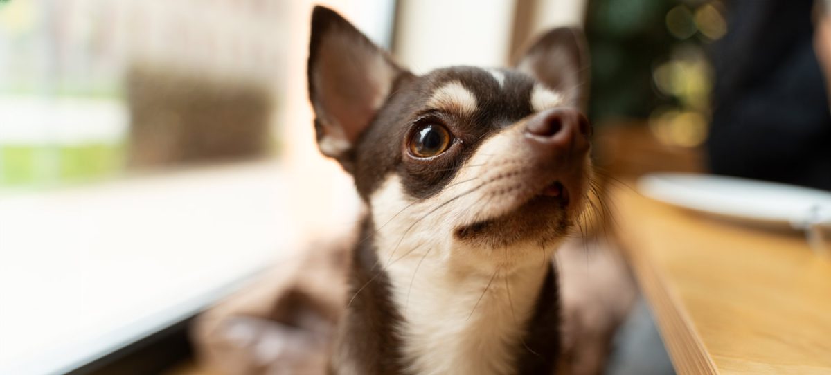¿Por qué tu perro se queda observando “la nada”? La ciencia detrás de ...