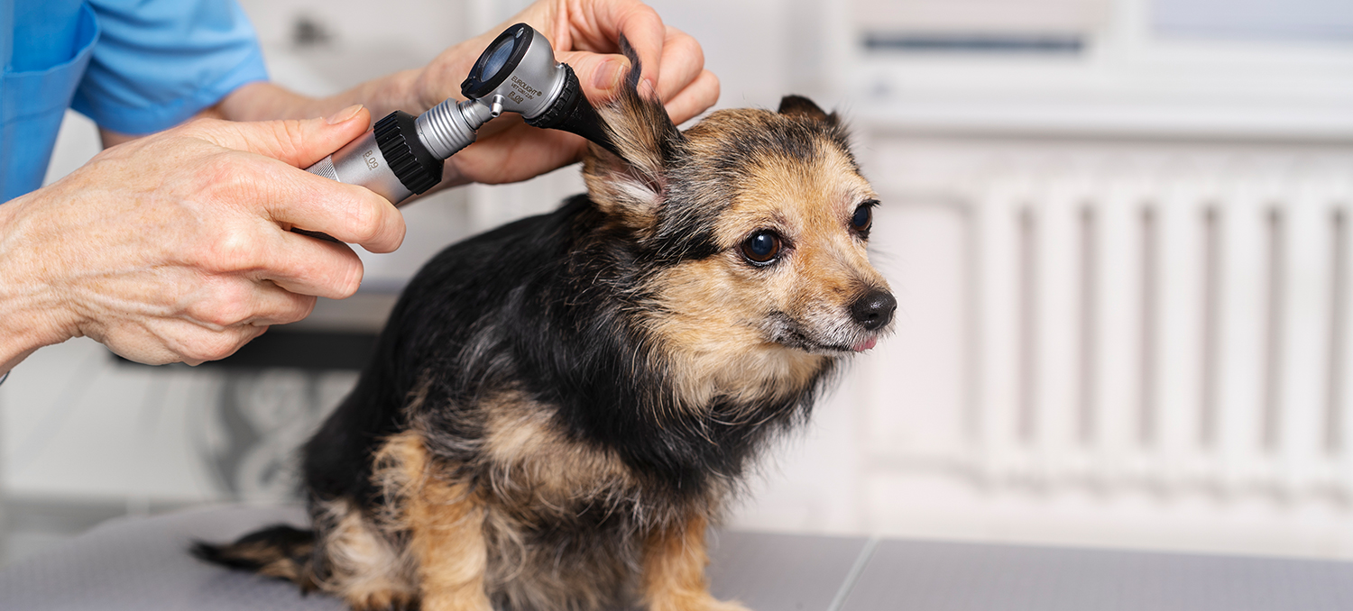 Cómo limpiar los oídos de tu perro o gato y prevenir la otitis - Club ...