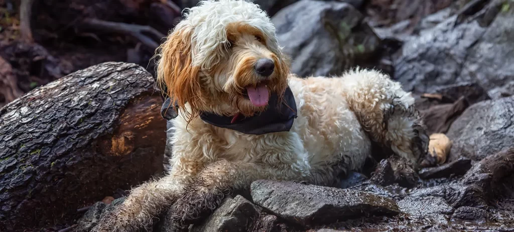 ¿Salir a correr con tu perro? Lo que debes saber antes de convertirlo ...